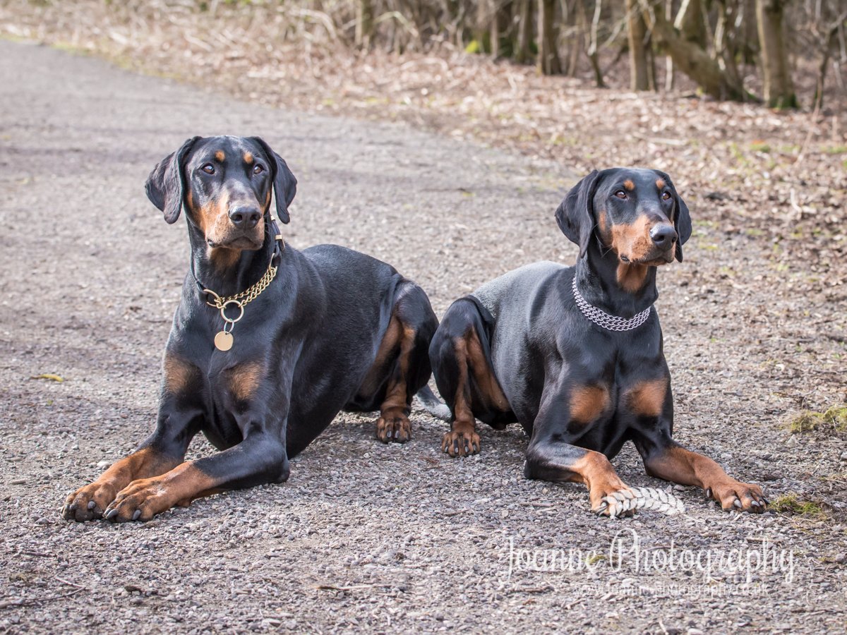 Dobermann Portrait - Horse Photographer and Pet Photographer based in ...